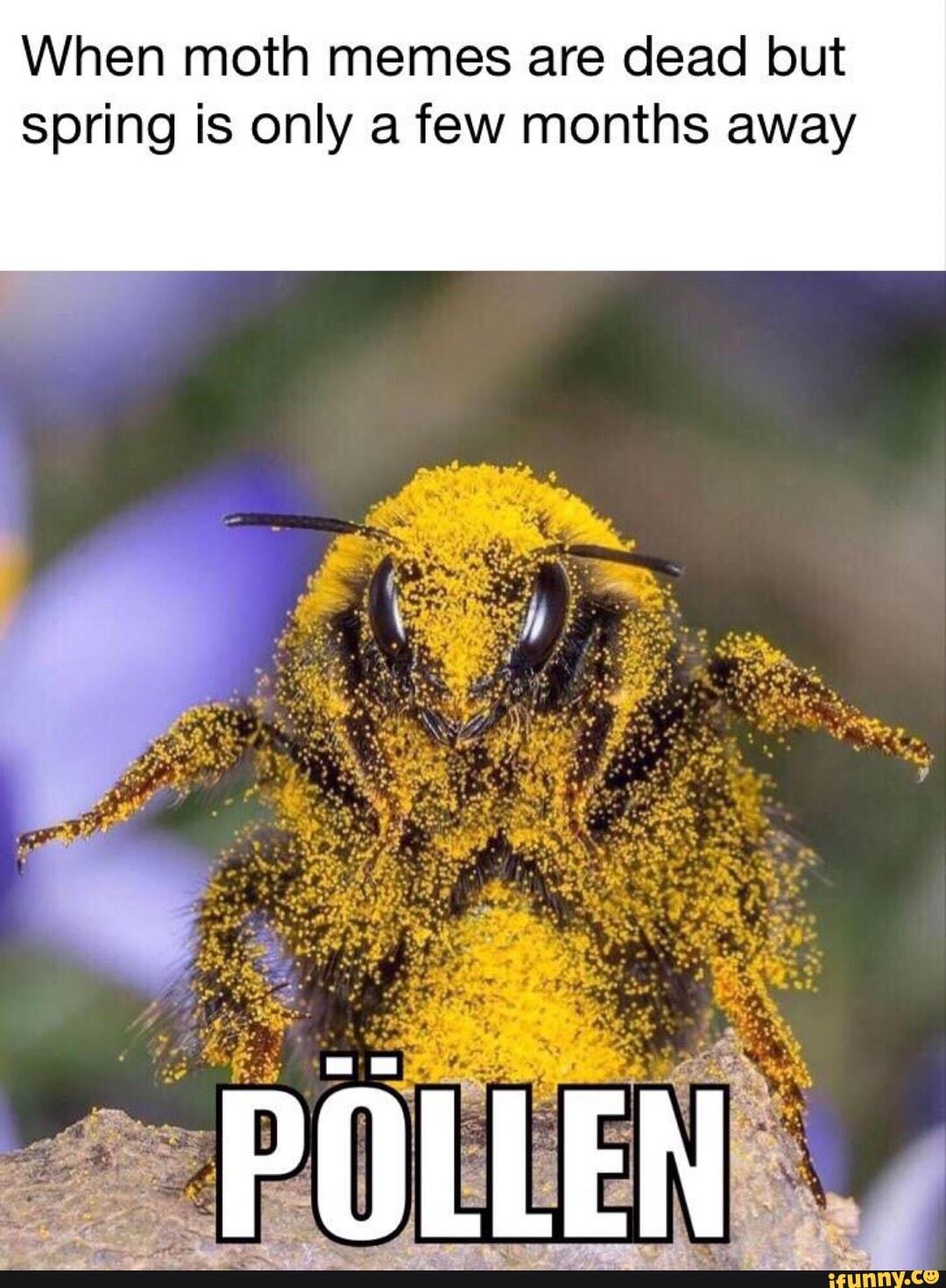 When moth memes are dead but spring is only a few months away - iFunny