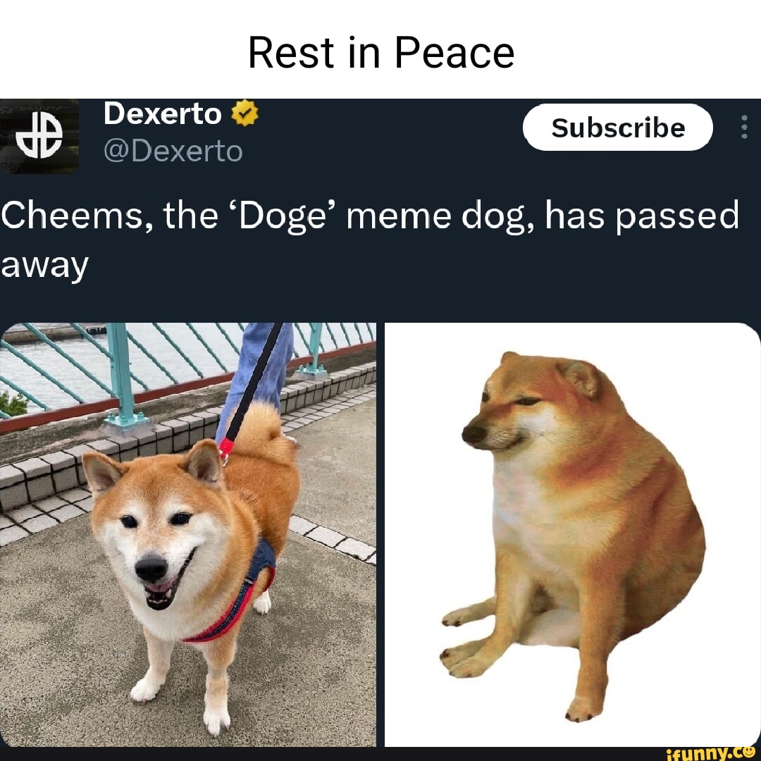 Rest in Peace dp Dexerto @Dexerto subscribe Cheems, the 'Doge' meme dog ...