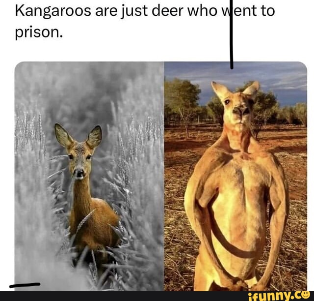 Kangaroos are just deer who went to prison. - iFunny