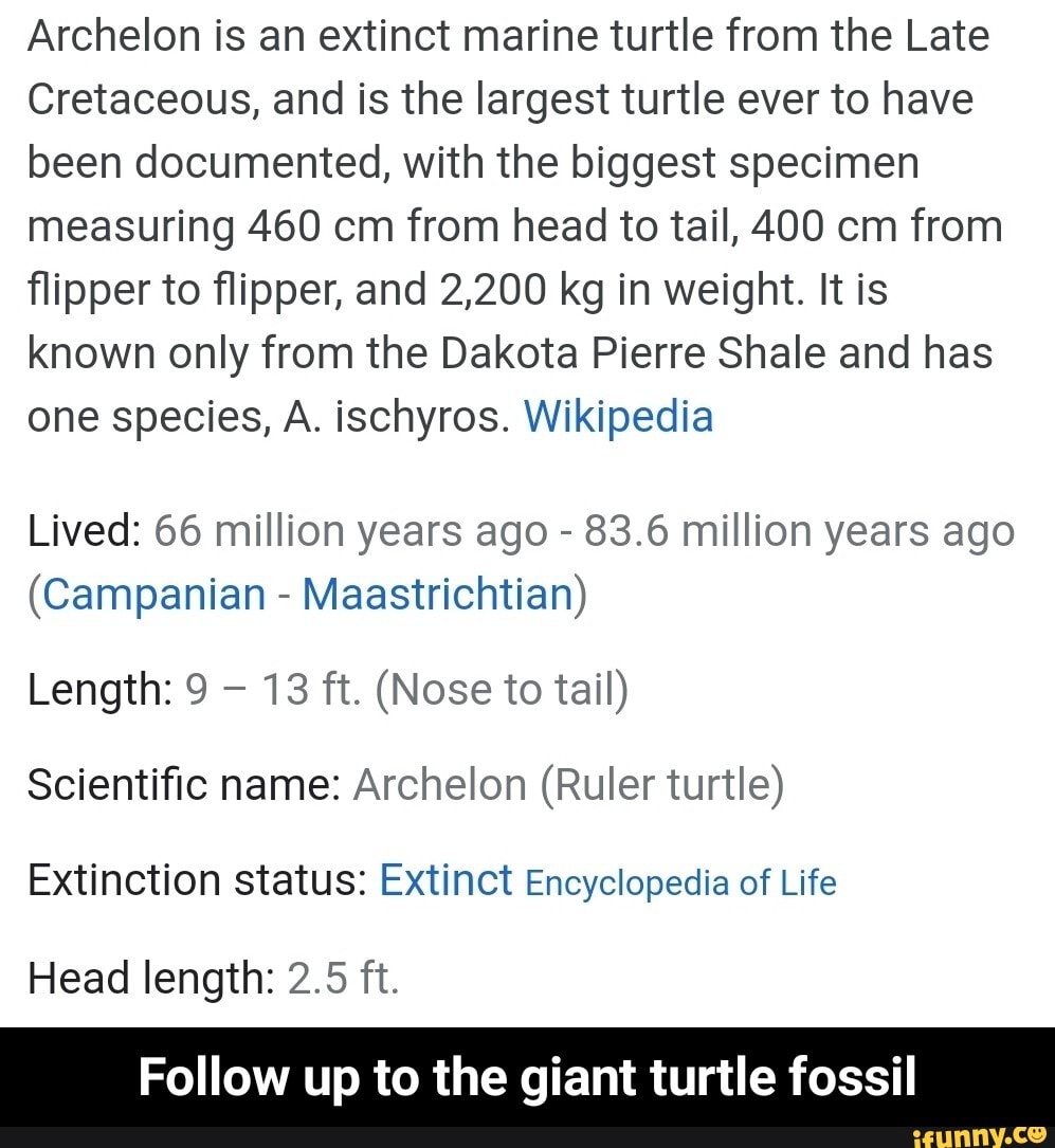 Archelon is an extinct marine turtle from the Late Cretaceous, and is ...