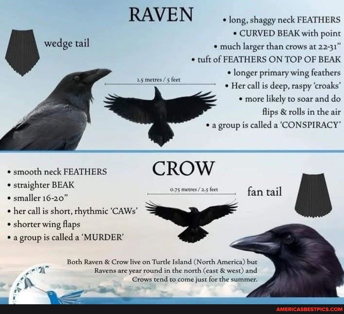 RAVEN long, shaggy neck FEATHERS CURVED BEAK with point much larger ...