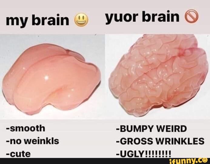 My brain I yuor brain © -smooth -BUMPY WEIRD -no weinkls -GROSS WRINKLES -cute "UGLY O - iFunny