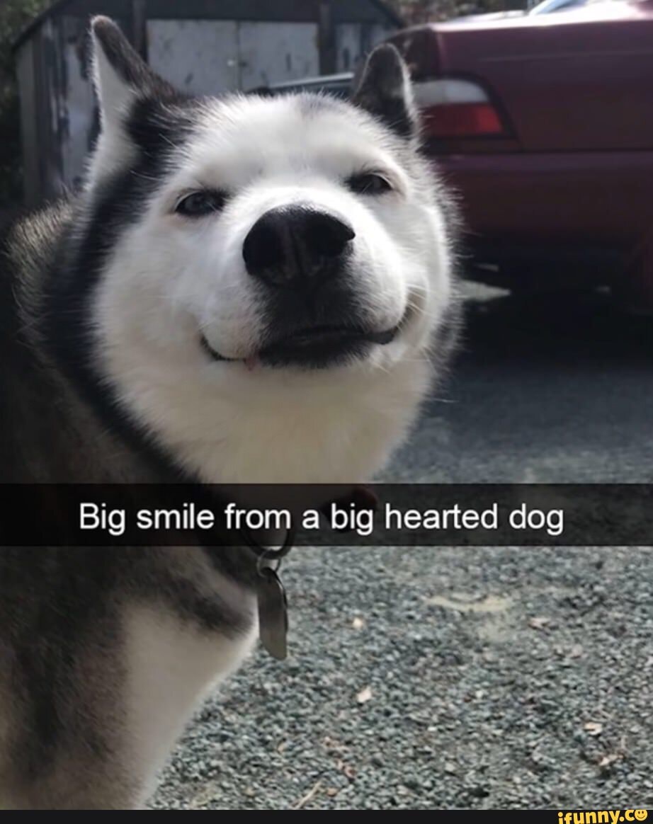 #snapchat #memes #meme #husky - Big smile from a big hearted dog - iFunny