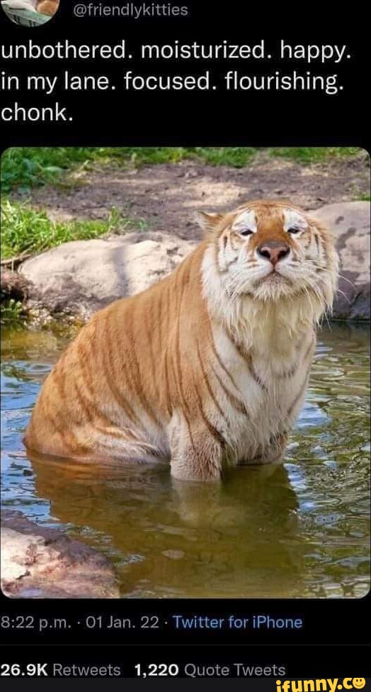 @friendlykitties unbothered. moisturized. happy. in my lane. focused ...