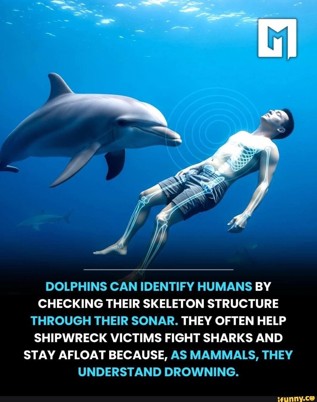 DOLPHINS CAN IDENTIFY HUMANS BY CHECKING THEIR SKELETON STRUCTURE ...