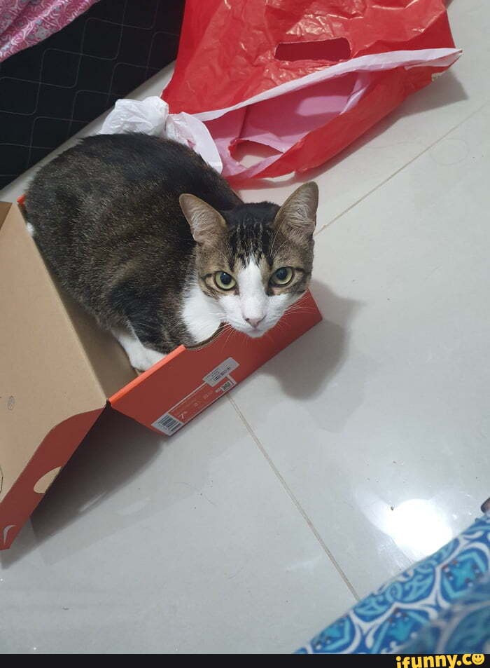 Melting_cat memes. Best Collection of funny Melting_cat pictures on iFunny