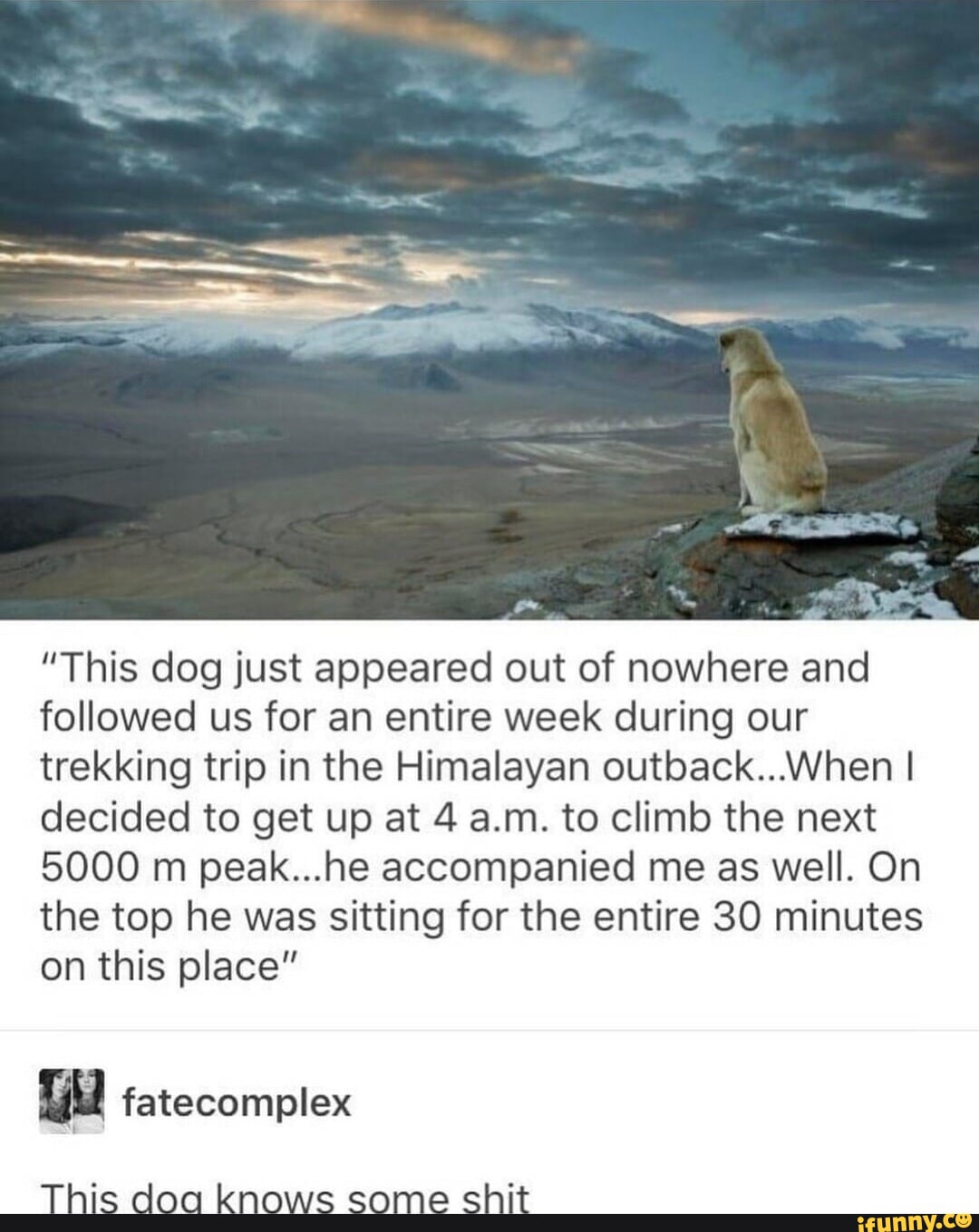Himalayan memes. Best Collection of funny Himalayan pictures on iFunny
