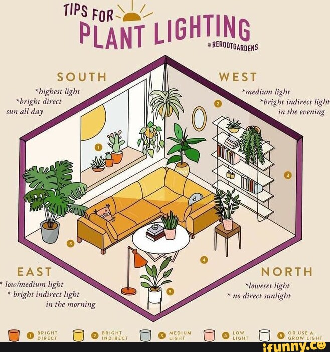 TIPS PLANT LIGHTING REROOTGARDENS SOUTH WEST *highest light *medium ...