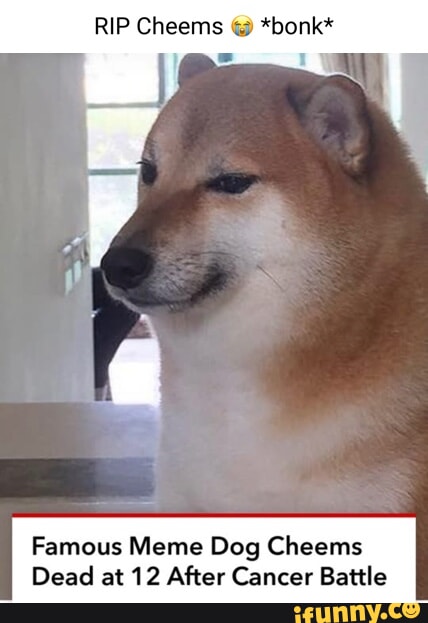 RIP Cheems *bonk* Famous Meme Dog Cheems Dead at 12 After Cancer Battle ...