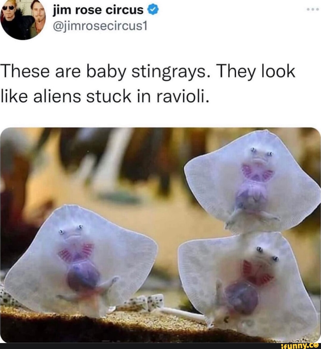 These are baby stingrays. They look like aliens stuck in ravioli. - iFunny