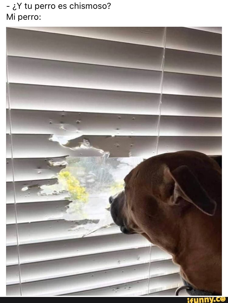 Chismoso memes. Best Collection of funny Chismoso pictures on iFunny