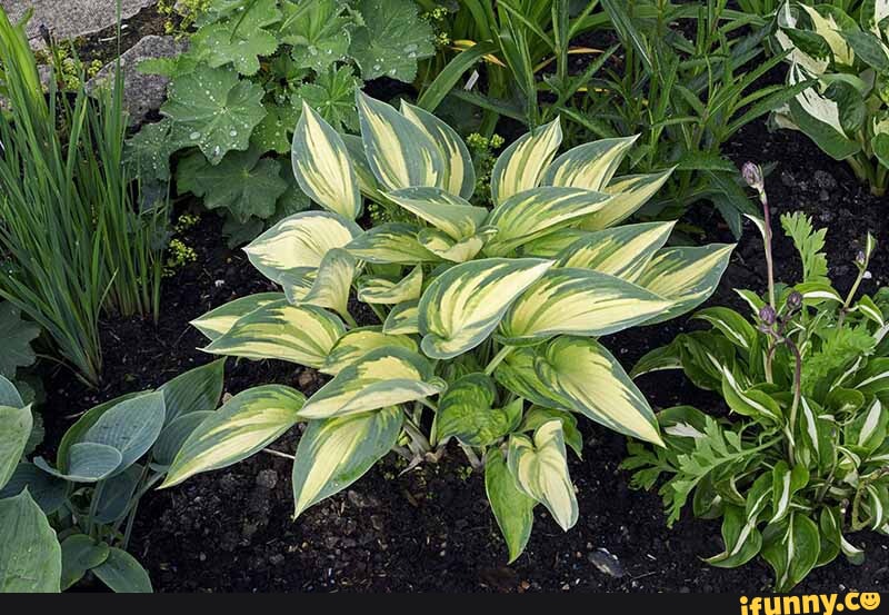 Hosta memes. Best Collection of funny Hosta pictures on iFunny