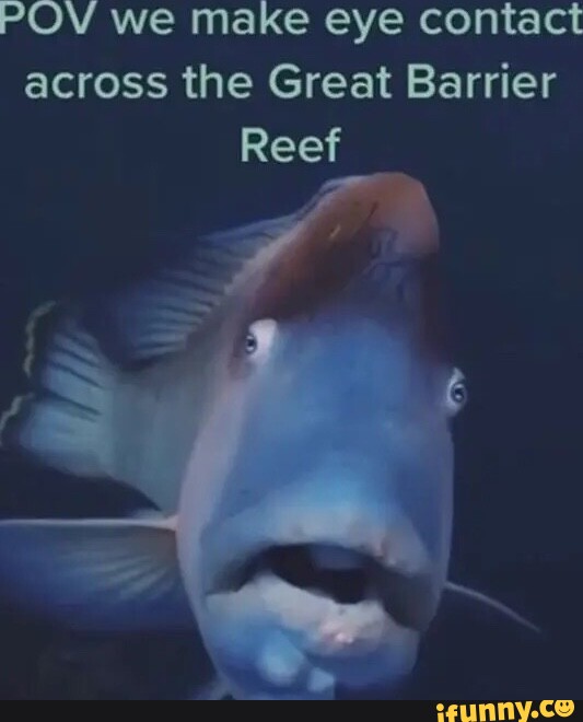 POV we make eye contact across the Great Barrier Reef - iFunny