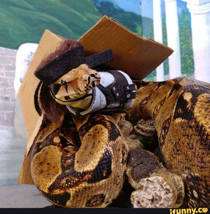 Boa_constrictor memes. Best Collection of funny Boa_constrictor ...