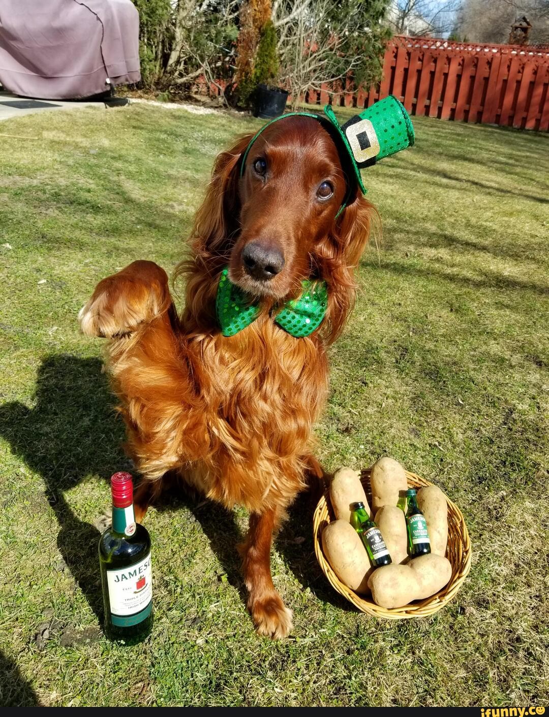 Irishsetter memes. Best Collection of funny Irishsetter pictures on iFunny