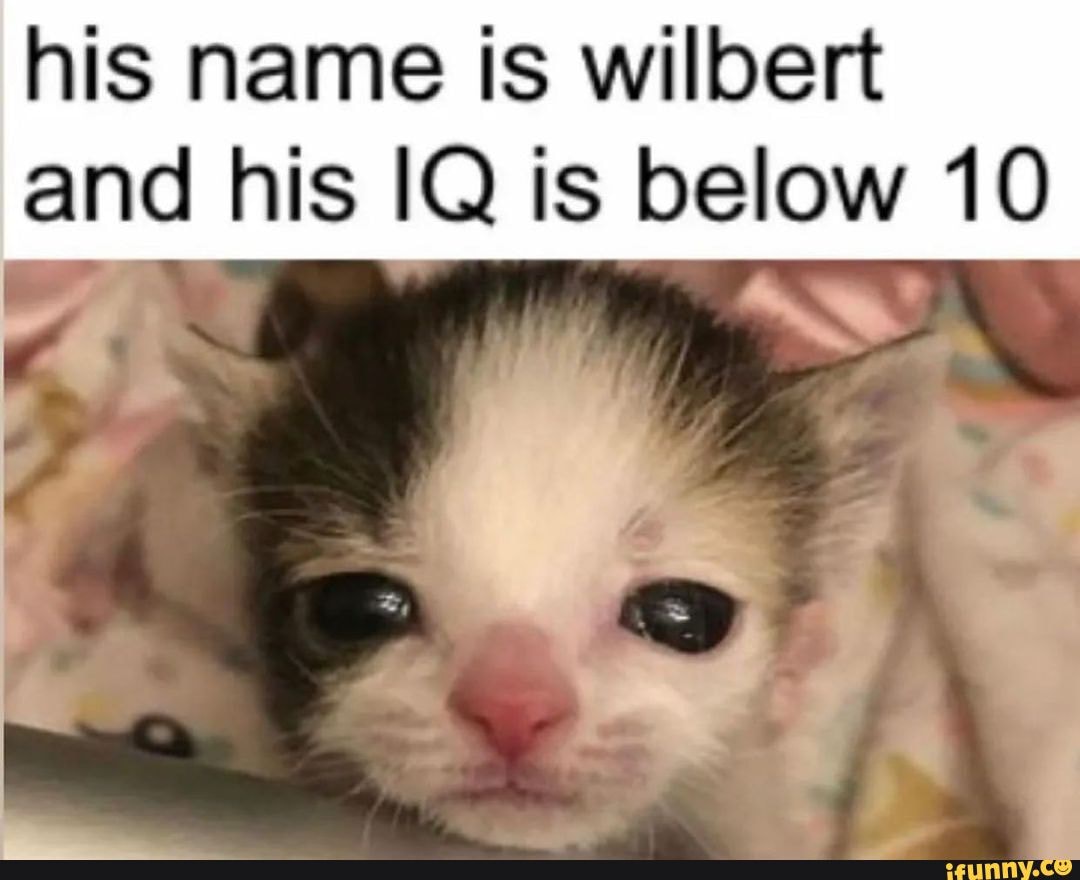 His name is wilbert and his IQ is below 10 - iFunny