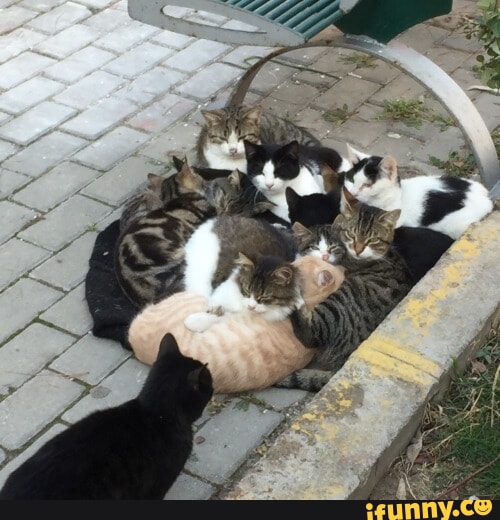 Picture memes YjyZFkcBB by AestheticDreams: 24 comments - iFunny