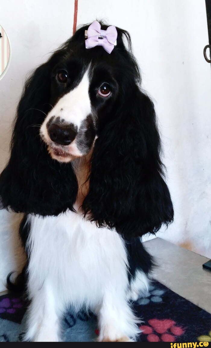 English_springer_spaniel memes. Best Collection of funny English ...