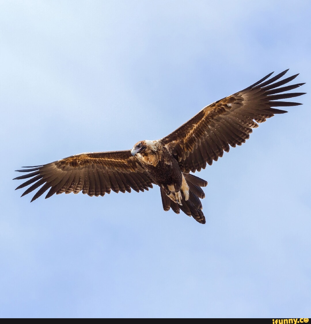 The Wedge-Tailed Eagle is named for its unmistakably wedge-shaped tail ...