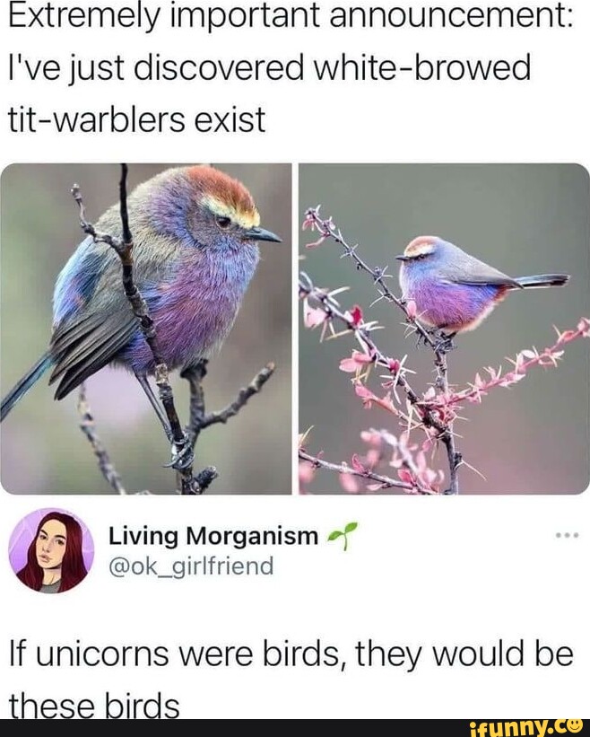 Picture memes pSmKnMKhA by Zorata: 1 comment - iFunny