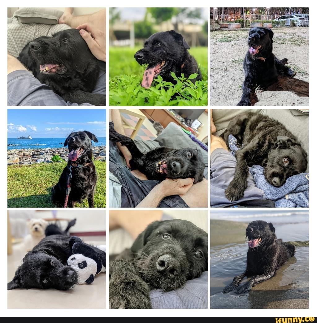 Malky memes. Best Collection of funny Malky pictures on iFunny