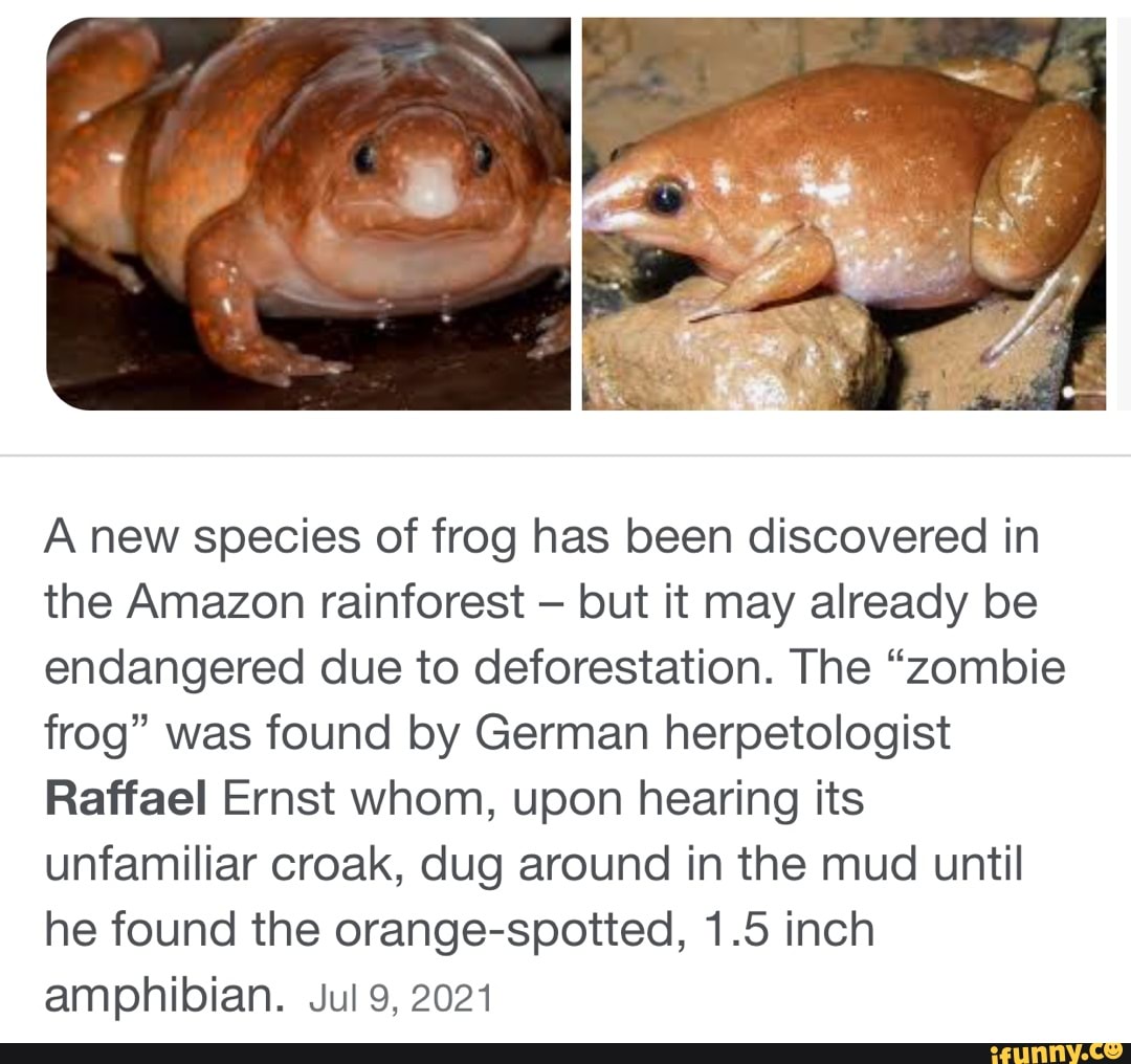 A new species of frog has been discovered in the Amazon rainforest but ...