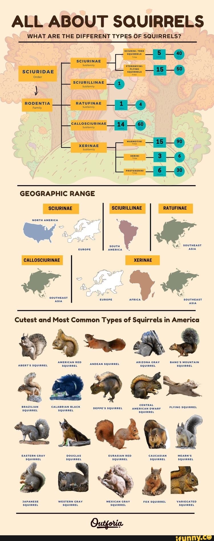 ALL ABOUT SQUIRRELS WHAT ARE THE DIFFERENT TYPES OF SQUIRRELS ...