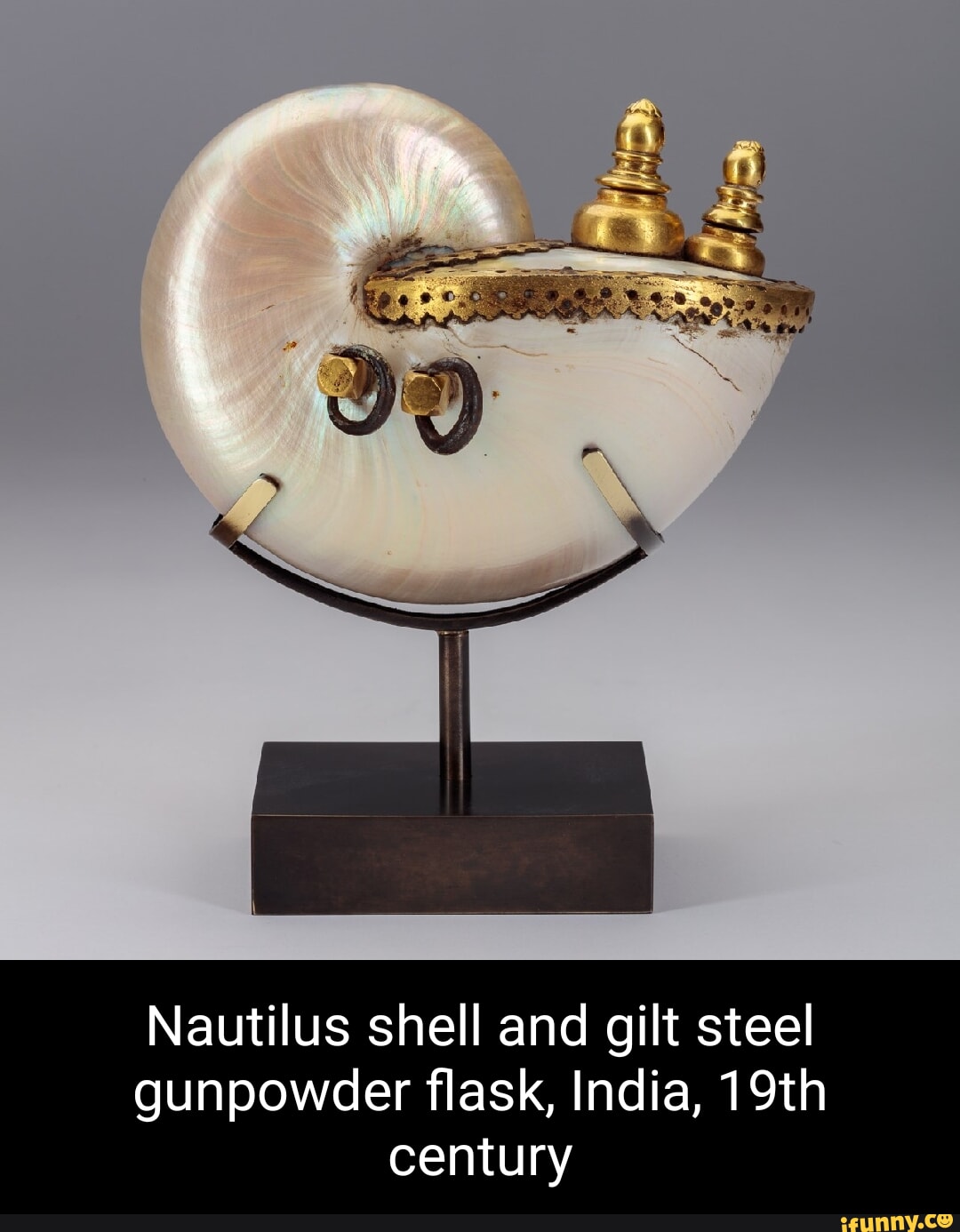 Nautilus memes. Best Collection of funny Nautilus pictures on iFunny