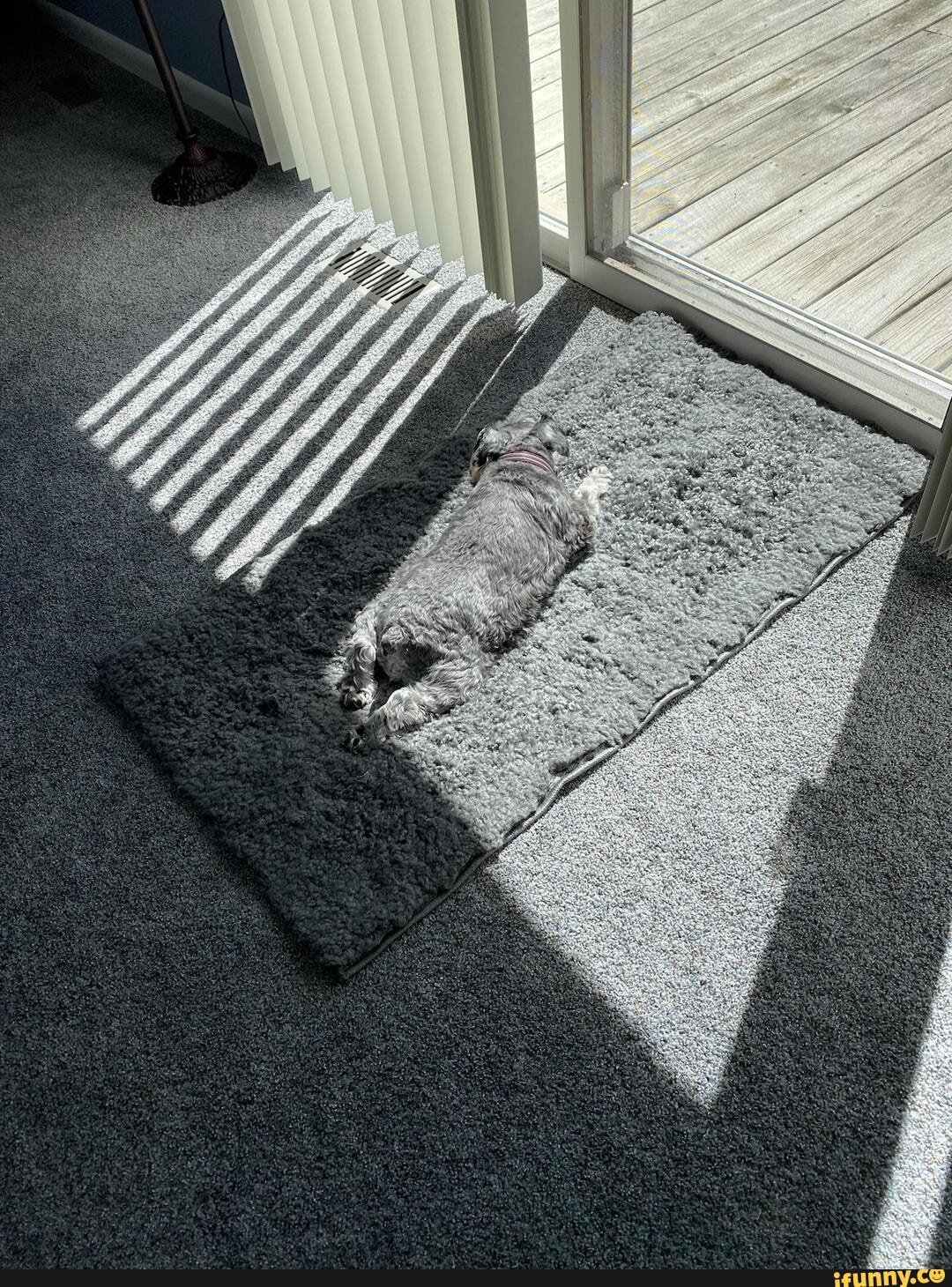 Mini_schnauzer memes. Best Collection of funny Mini_schnauzer pictures ...