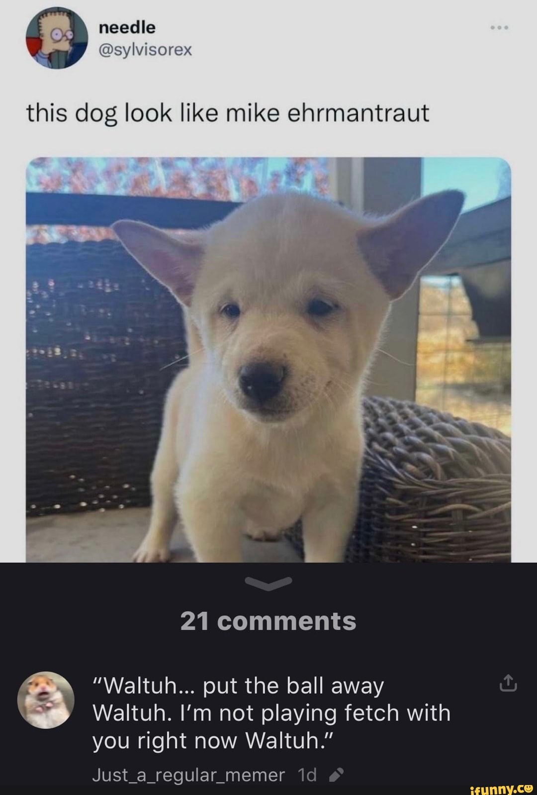 Needle @sylvisorex this dog look like mike ehrmantraut 21 comments ...