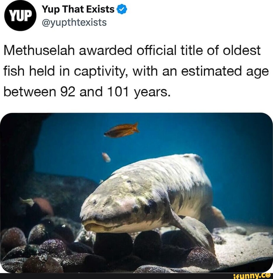 Methuselah memes. Best Collection of funny Methuselah pictures on iFunny