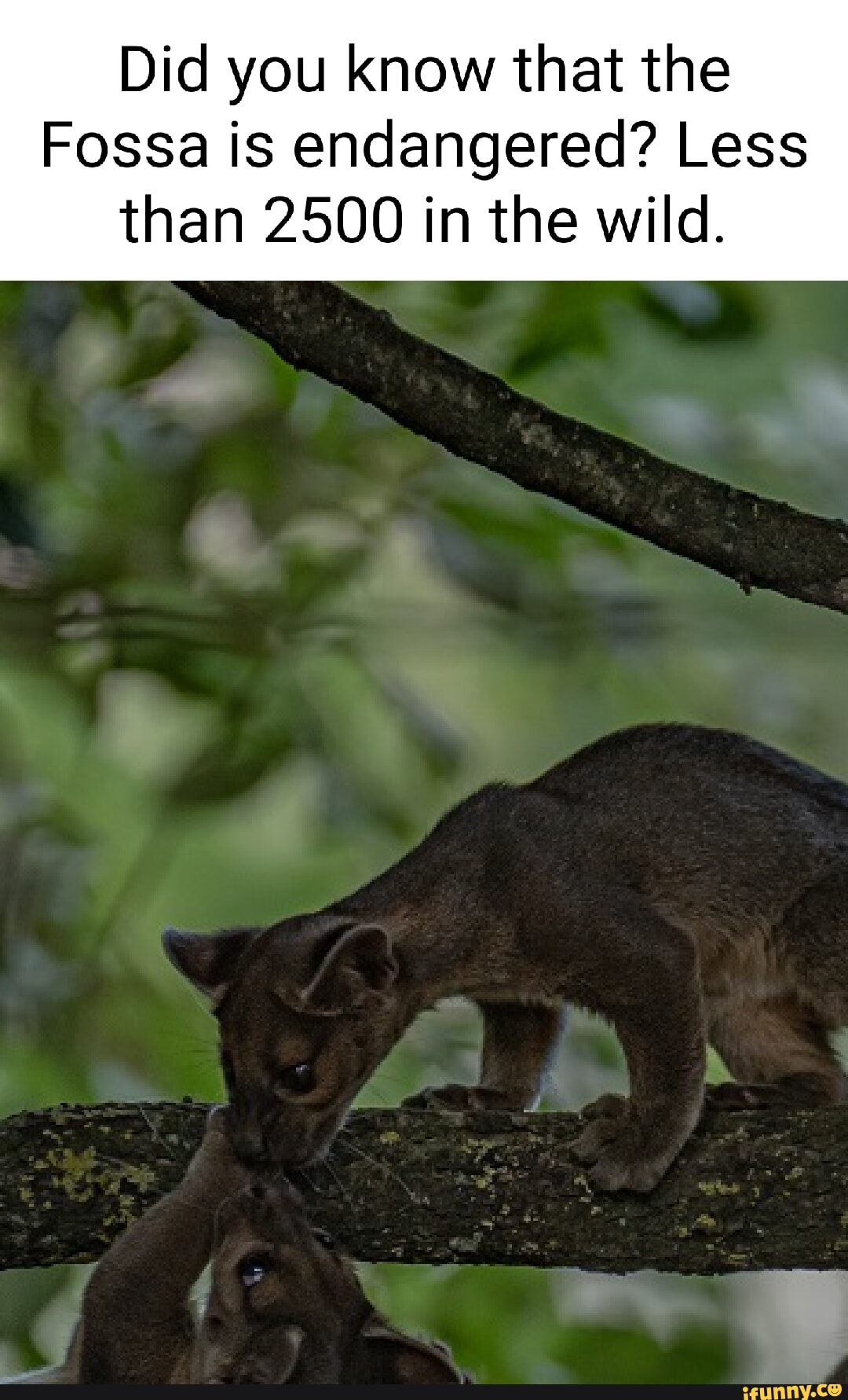 Did you know that the Fossa is endangered? Less than 2500 in the wild ...