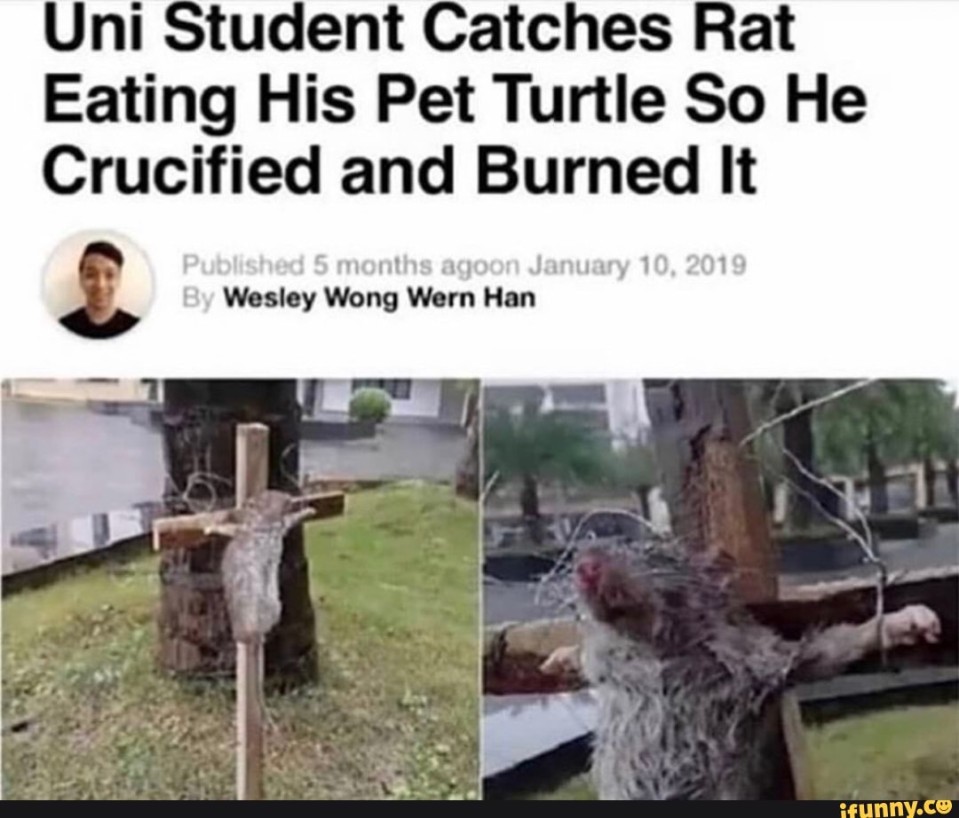 Uni Student Catches Rat Eating His Pet Turtle So He Crucified and ...