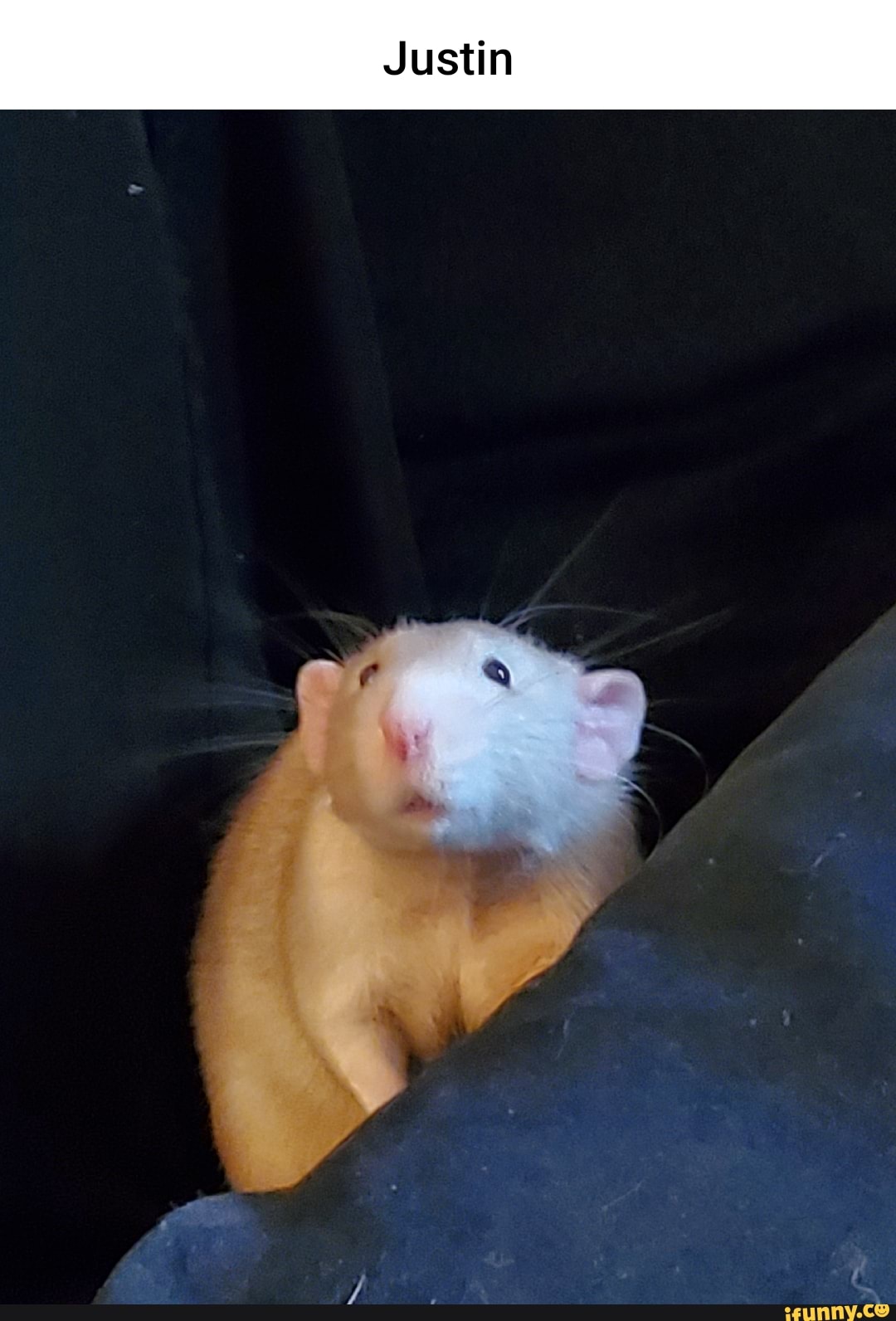 Ratto memes. Best Collection of funny Ratto pictures on iFunny