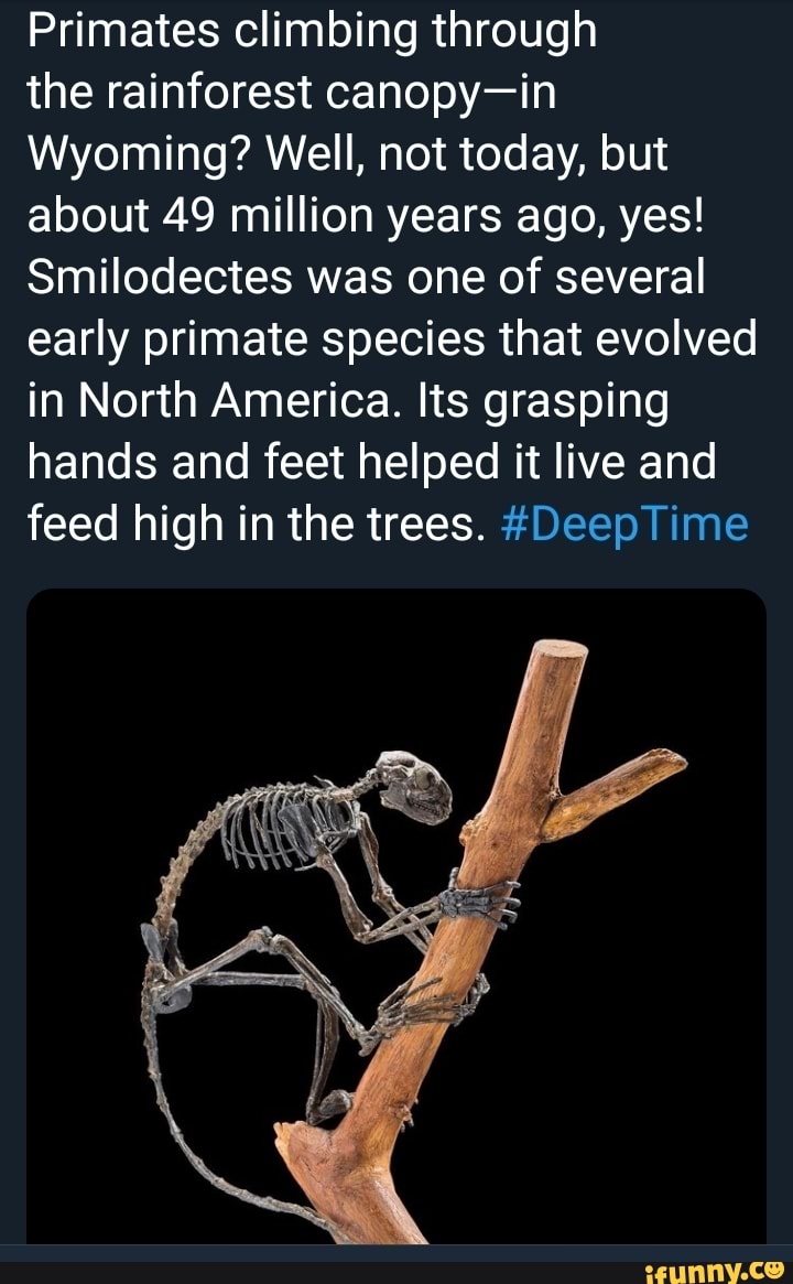 Primates climbing through the rainforest canopy-in Wyoming? Well, not ...