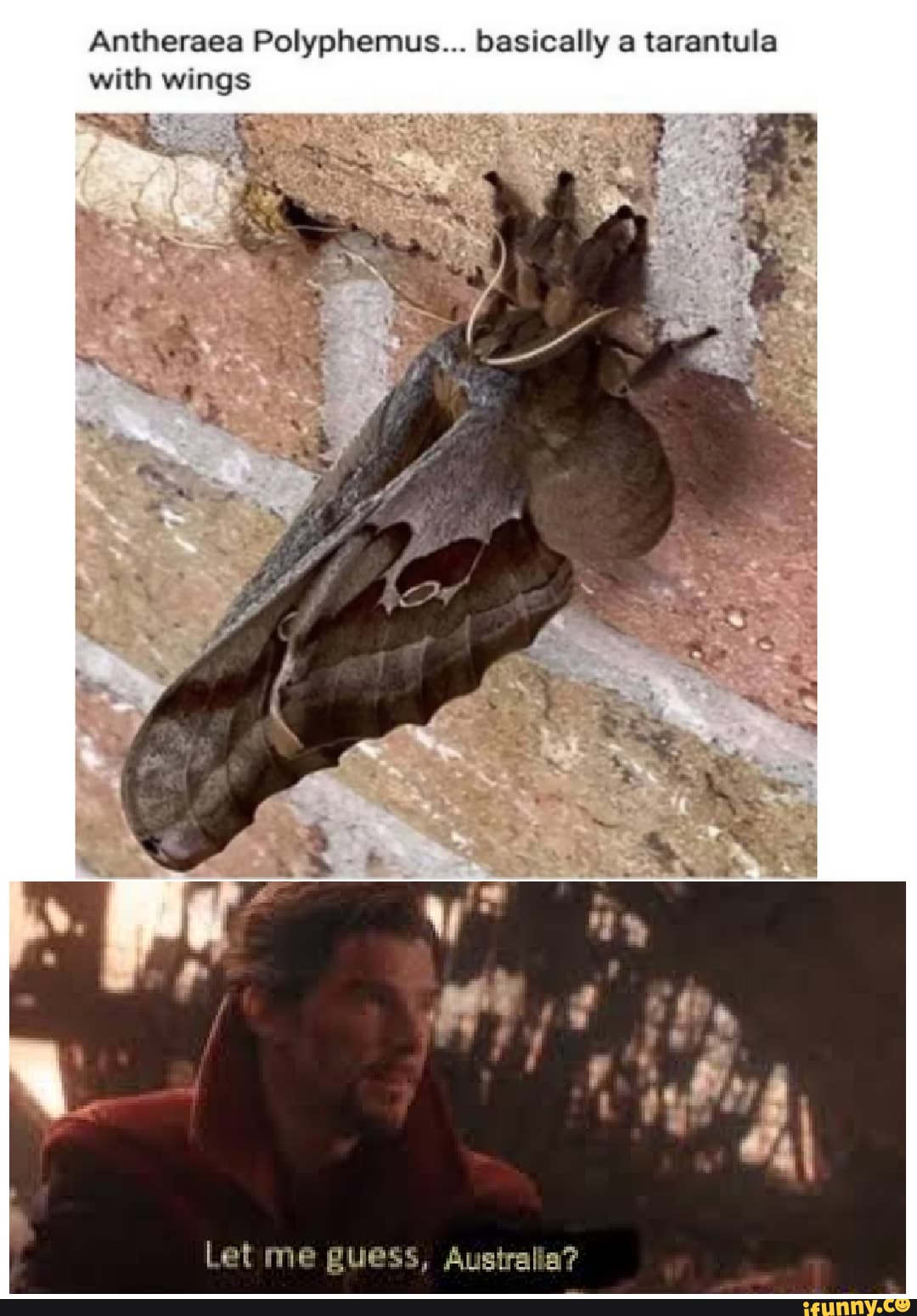 Antheraea Polyphemus... basically a tarantula with wings ff - iFunny