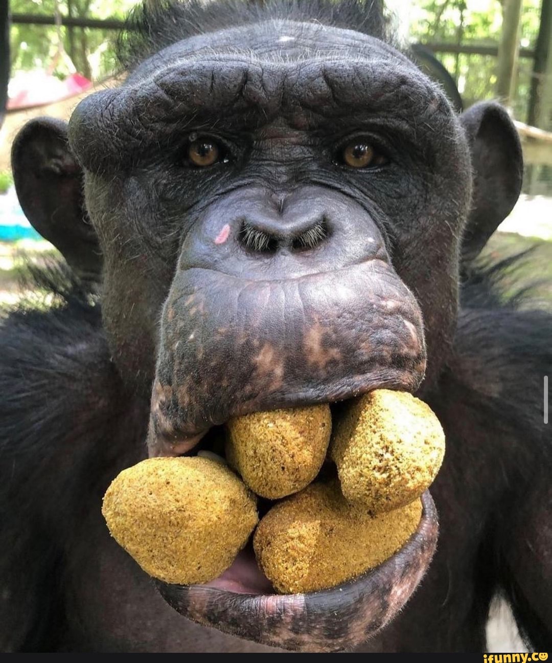 Chimp memes. Best Collection of funny Chimp pictures on iFunny