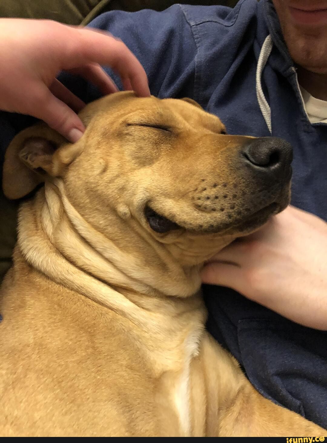 Scritching memes. Best Collection of funny Scritching pictures on iFunny