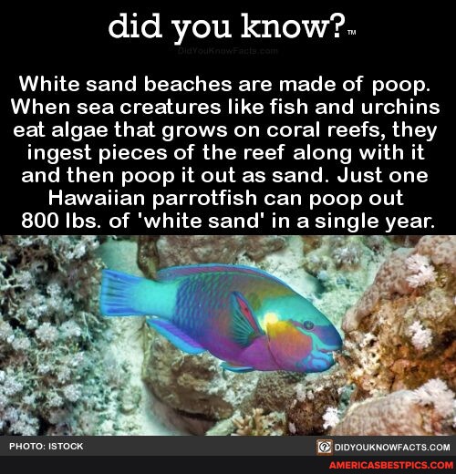 Did you know?. White sand beaches are made of poop. When sea creatures ...