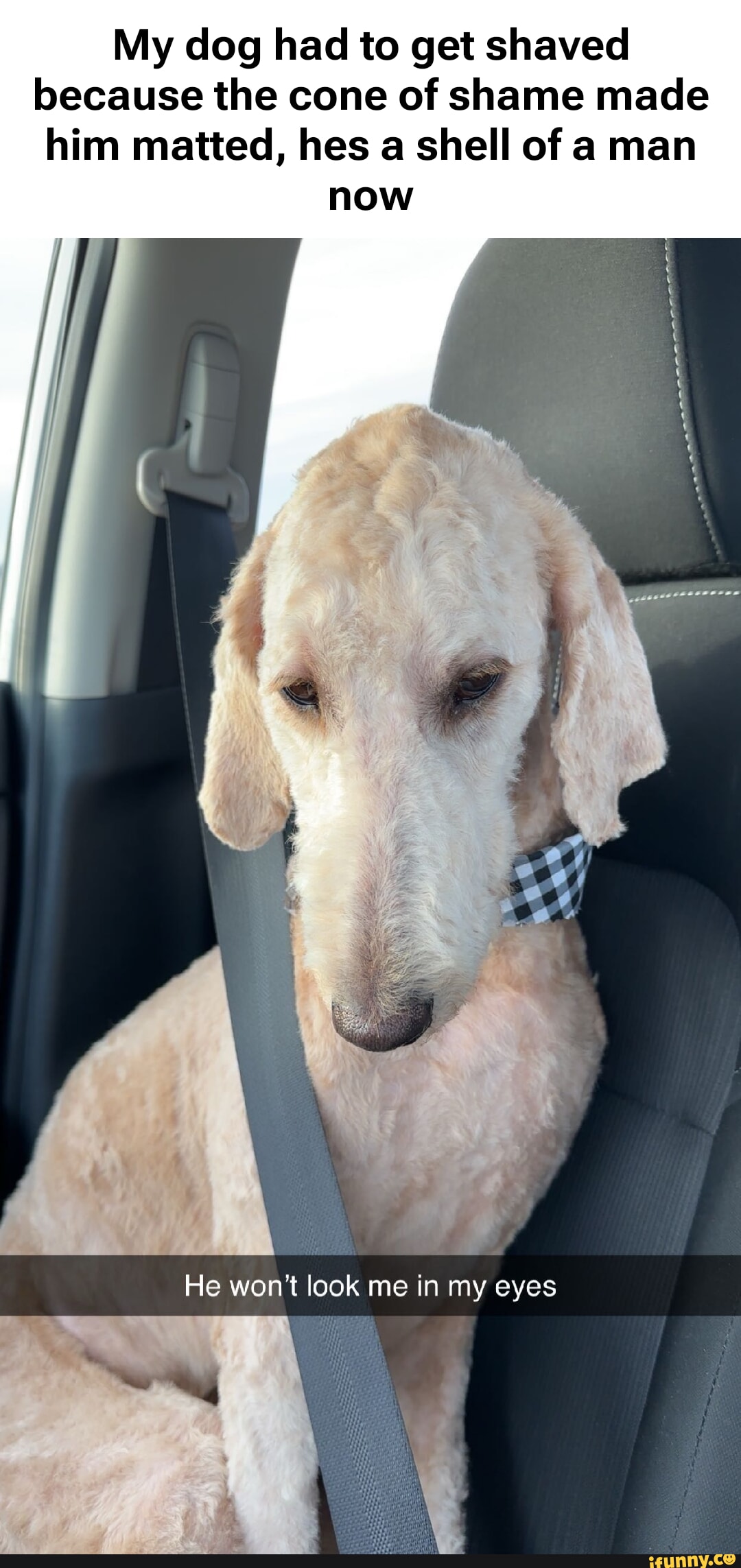 My dog had to get shaved because the cone of shame made him matted, hes ...