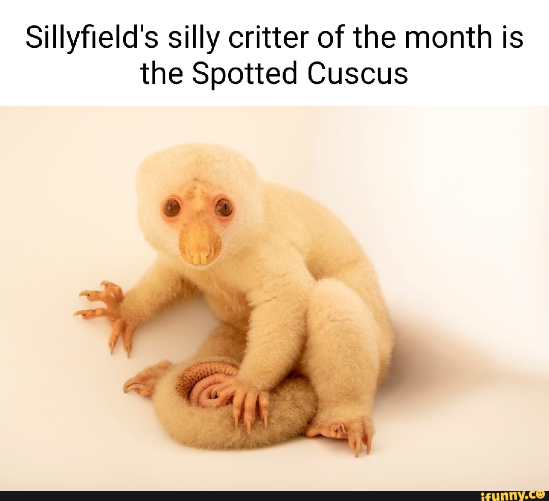Cuscus memes. Best Collection of funny Cuscus pictures on iFunny