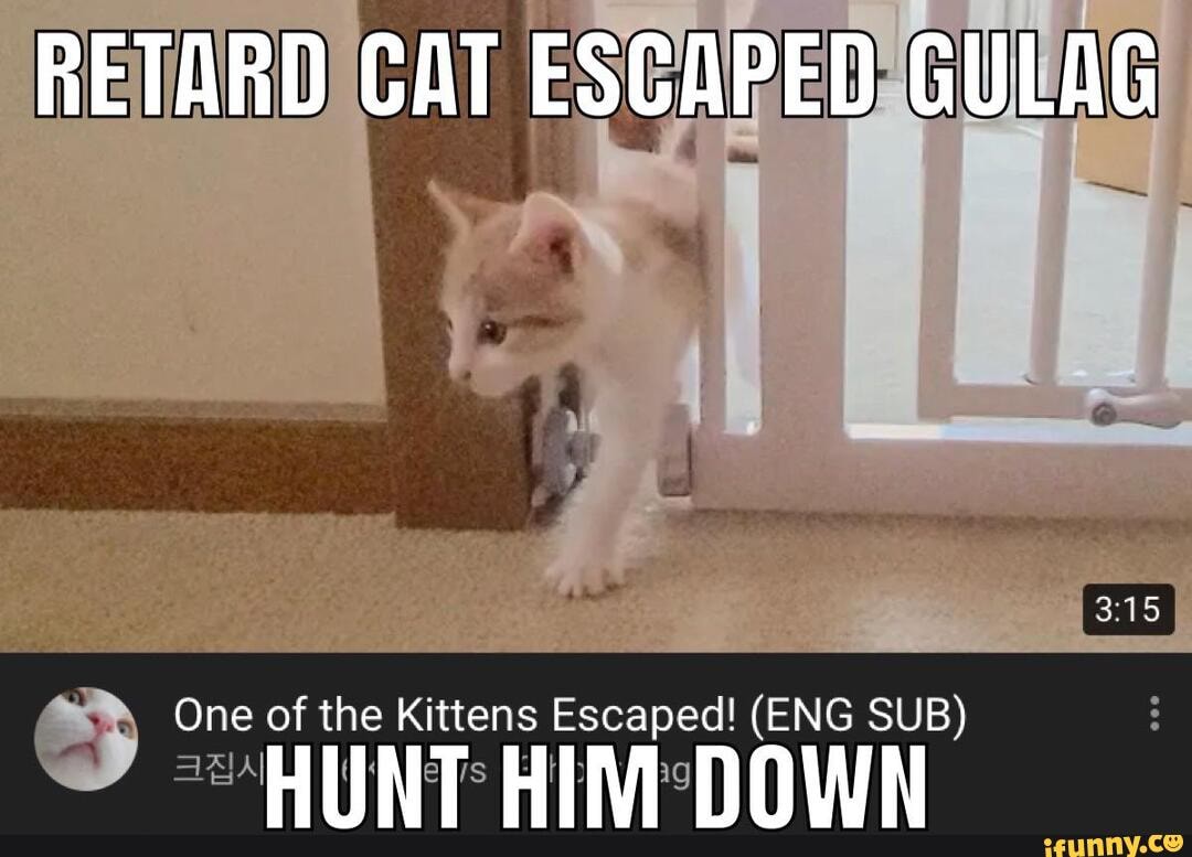 RETARD CAT ESCAREDIGUEAG - iFunny