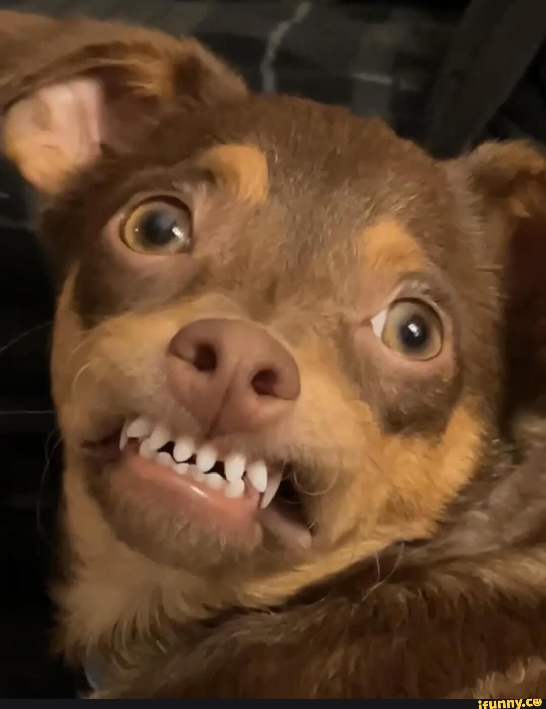 Crouton memes. Best Collection of funny Crouton pictures on iFunny