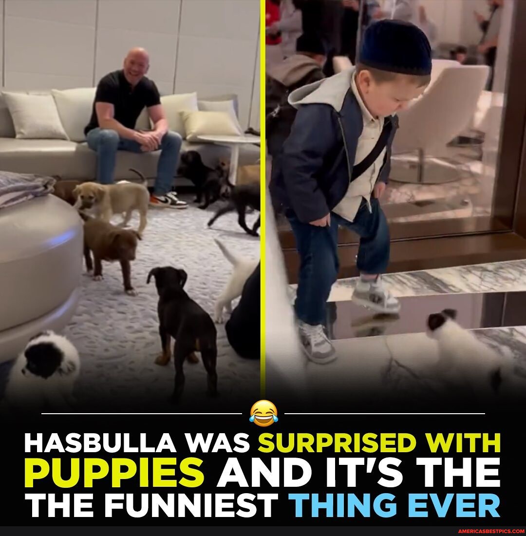Hasbulla was surprised with puppies and it's the funniest thing ever 😂 ...