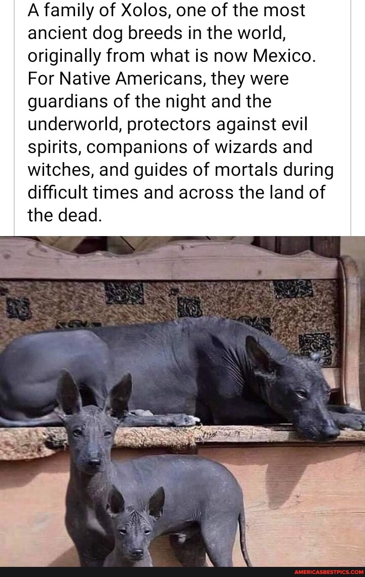 A family of Xolos, one of the most ancient dog breeds in the world ...