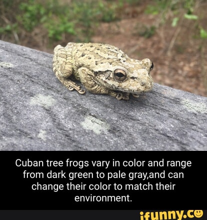 Cuban tree frogs vary in color and range from dark green to pale gray ...