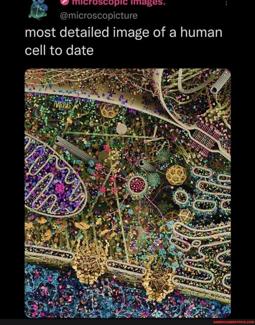 N/A - @microscopicture most detailed image of a human cell to date LL ...