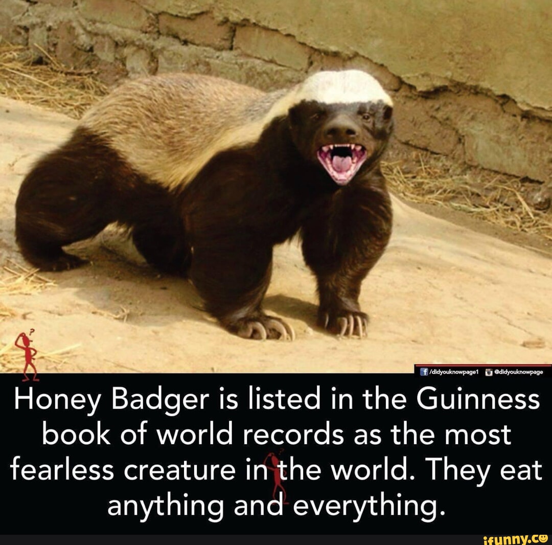 Fearless memes. Best Collection of funny Fearless pictures on iFunny