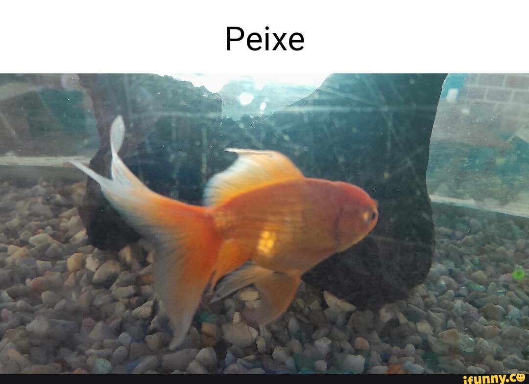 Peixe memes. Best Collection of funny Peixe pictures on iFunny
