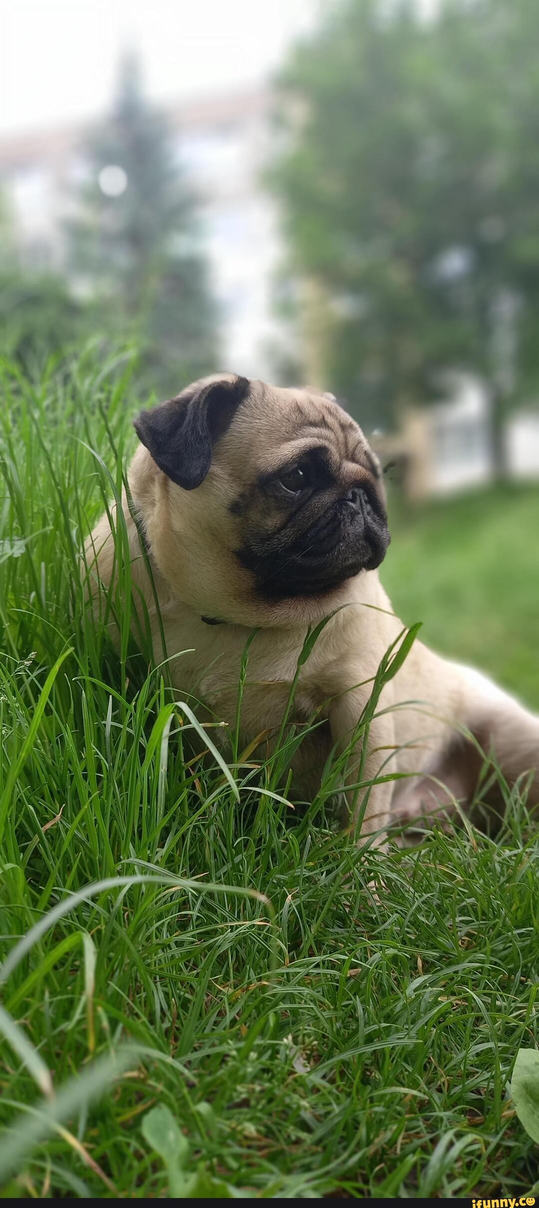 Puggo memes. Best Collection of funny Puggo pictures on iFunny